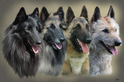 Accueil - Elevage du moulin des Uranides - eleveur de chiens Berger Belge
